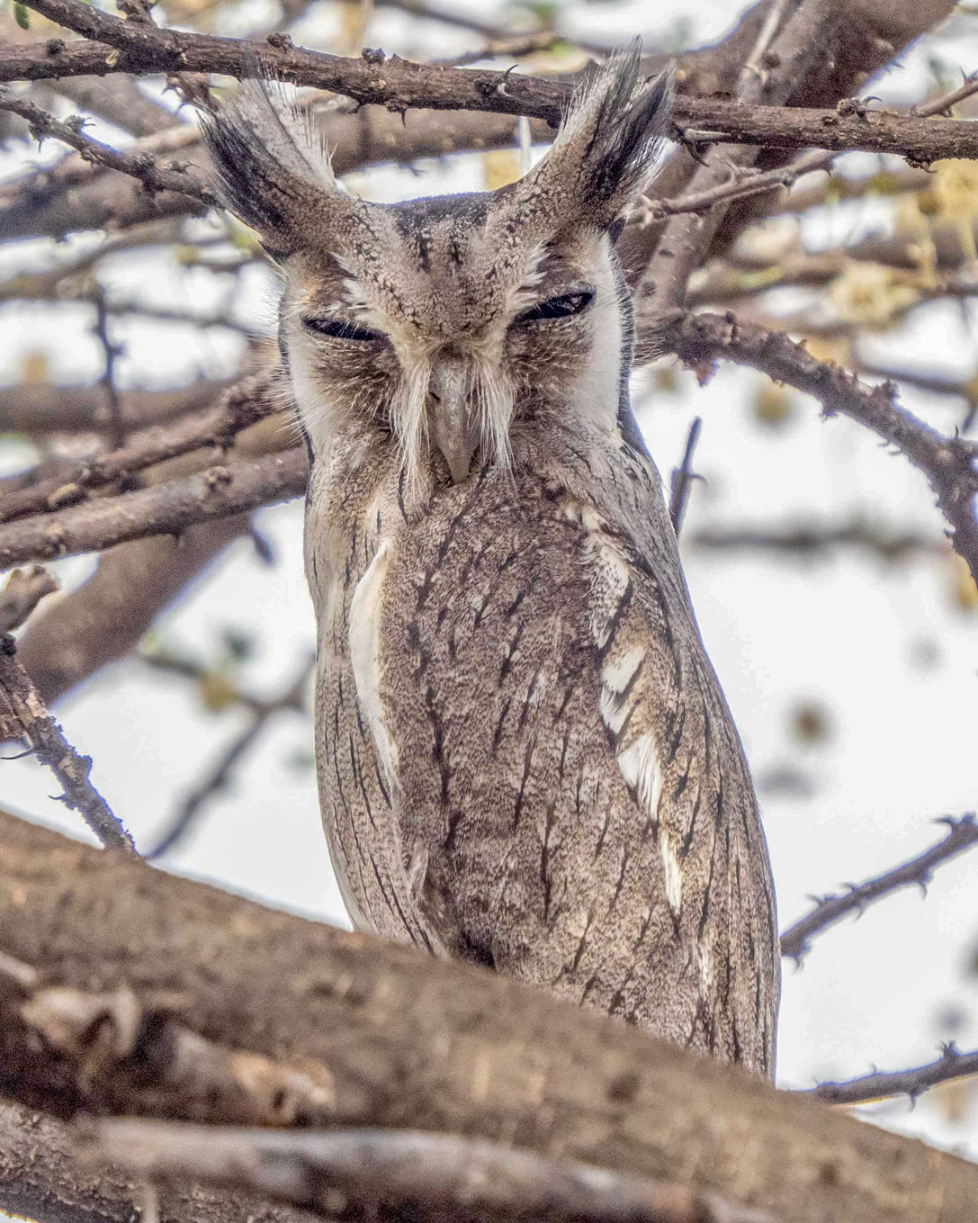 Birding with a camera: the focus on wildlife and birds - Rubythroat Safaris